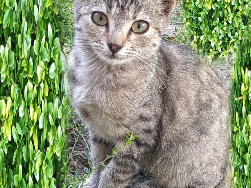 Отдаю бесплатно