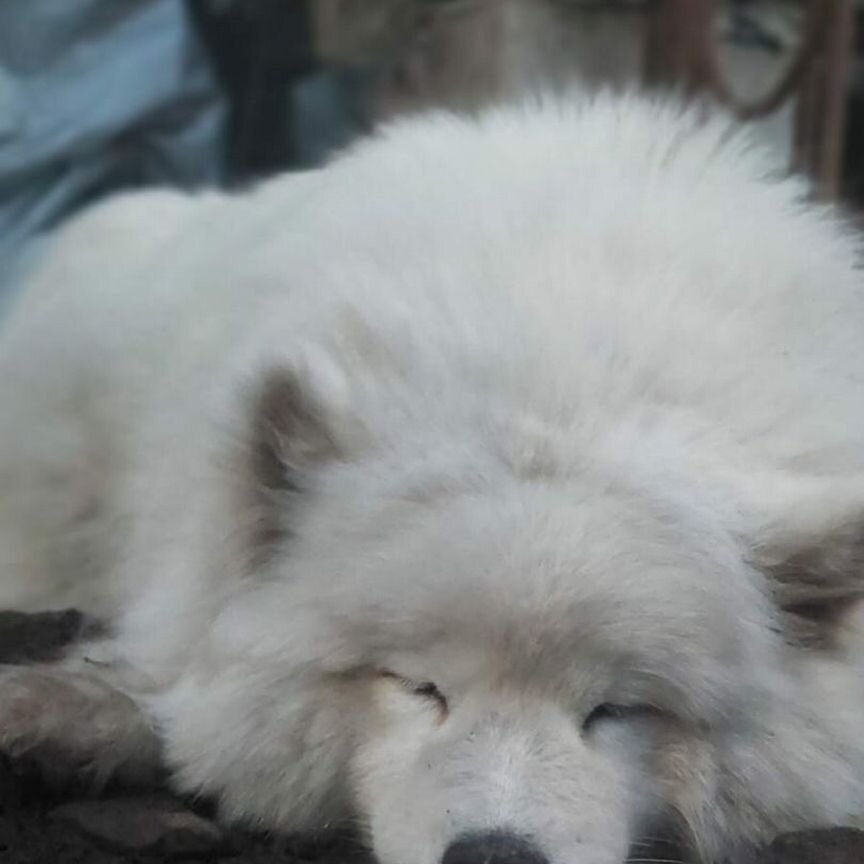 Самоедская лайка щенки