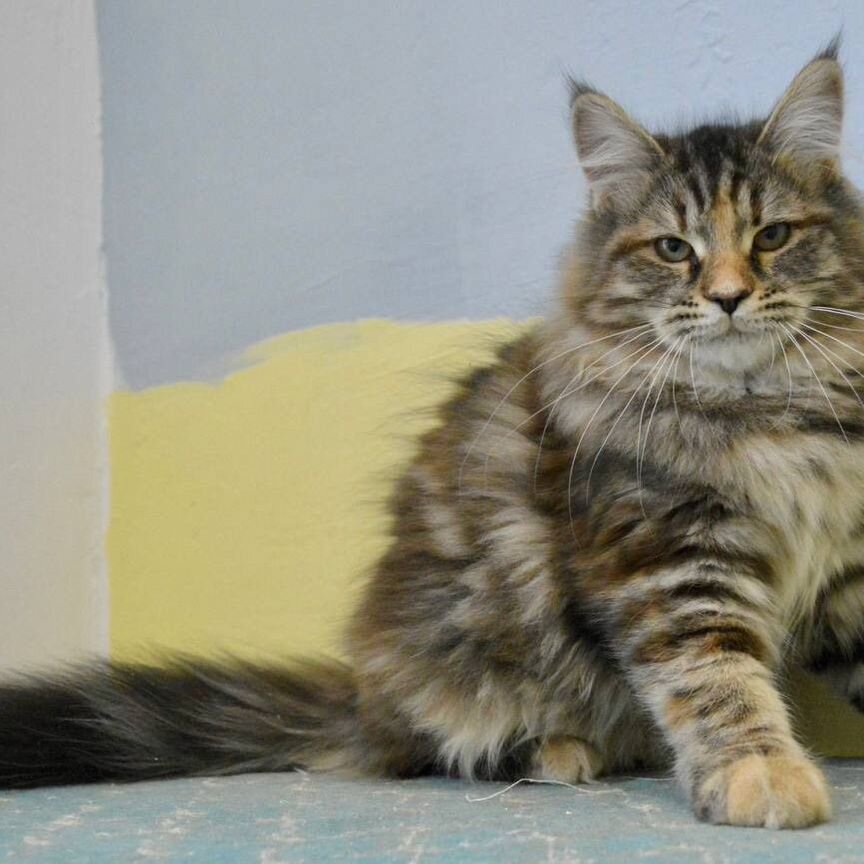 Сибирские котята