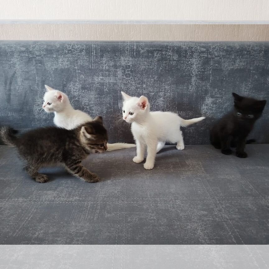 Отдам котят в добрые руки