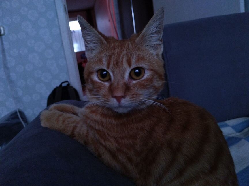 Рыжий котик Гладислав ищет дом