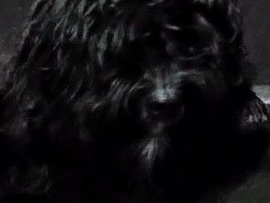 Кудрявый малыш