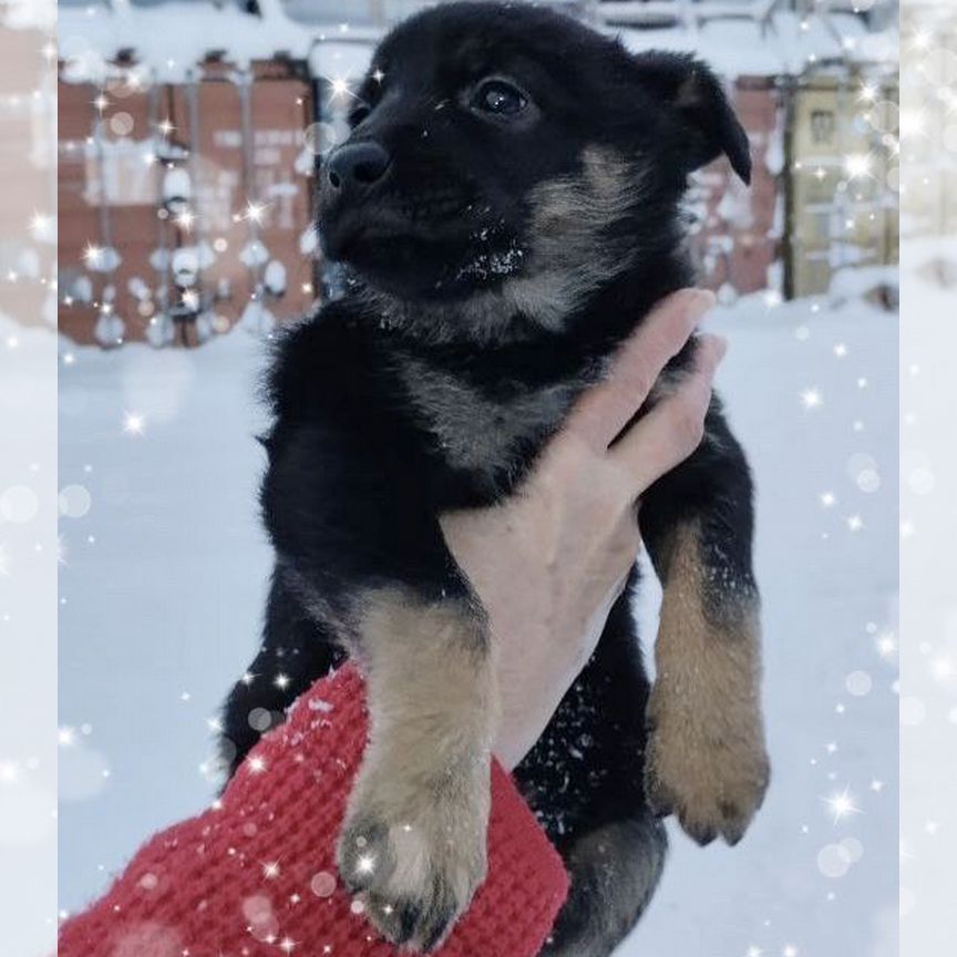 Щенок в добрые руки