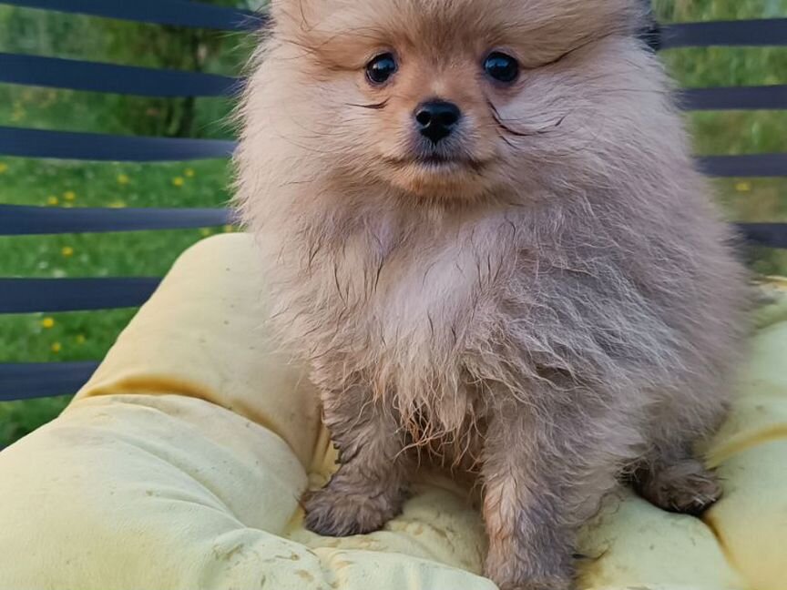 Щенки шпица