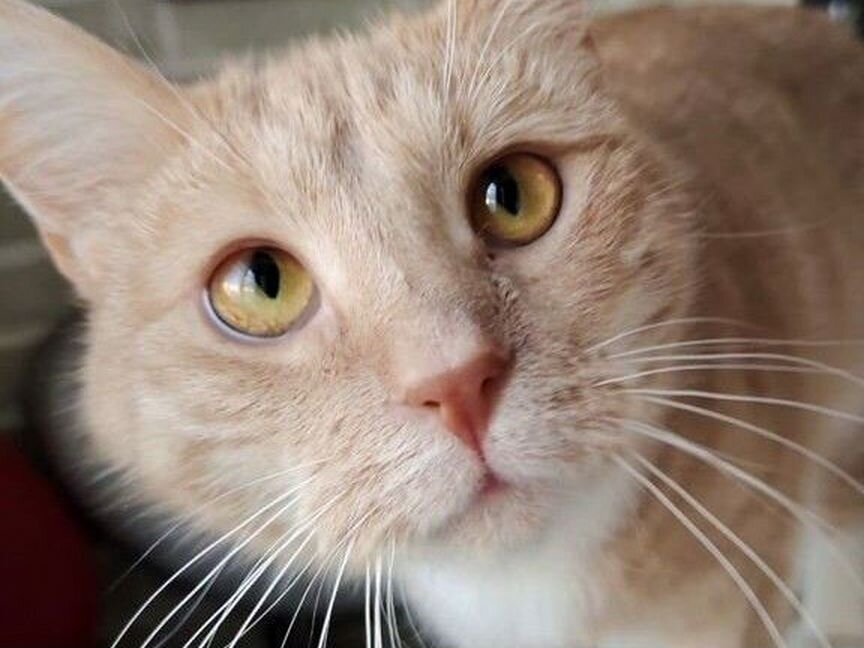 Котик рыжий в добрые ручки