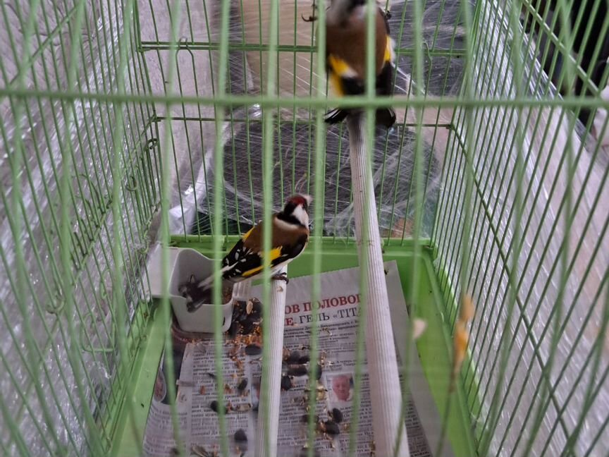 Шеглы +клетка