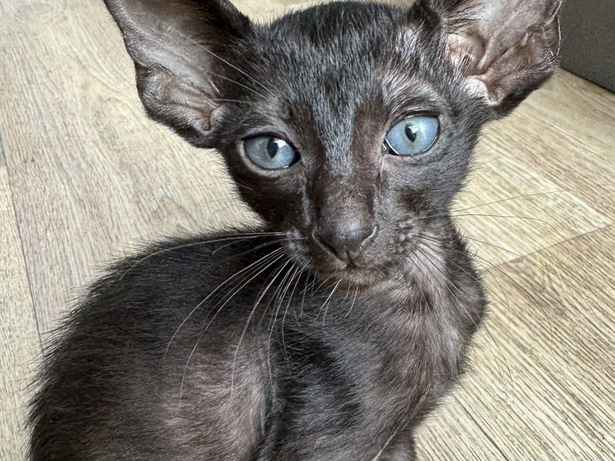 Ориентальные котята