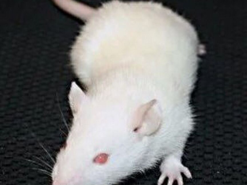 Взрослые крысы (заморозка)