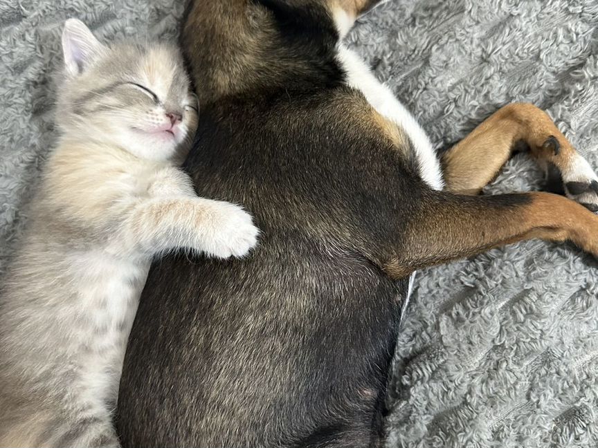 Кошечка - Лялька