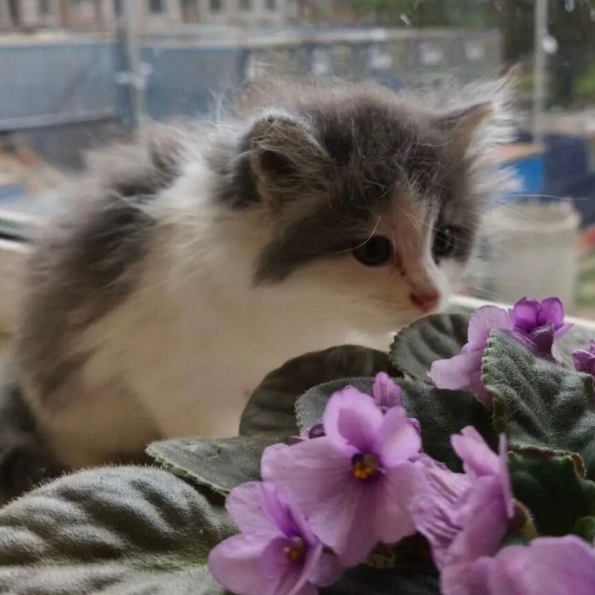 Котёнок в добрые руки