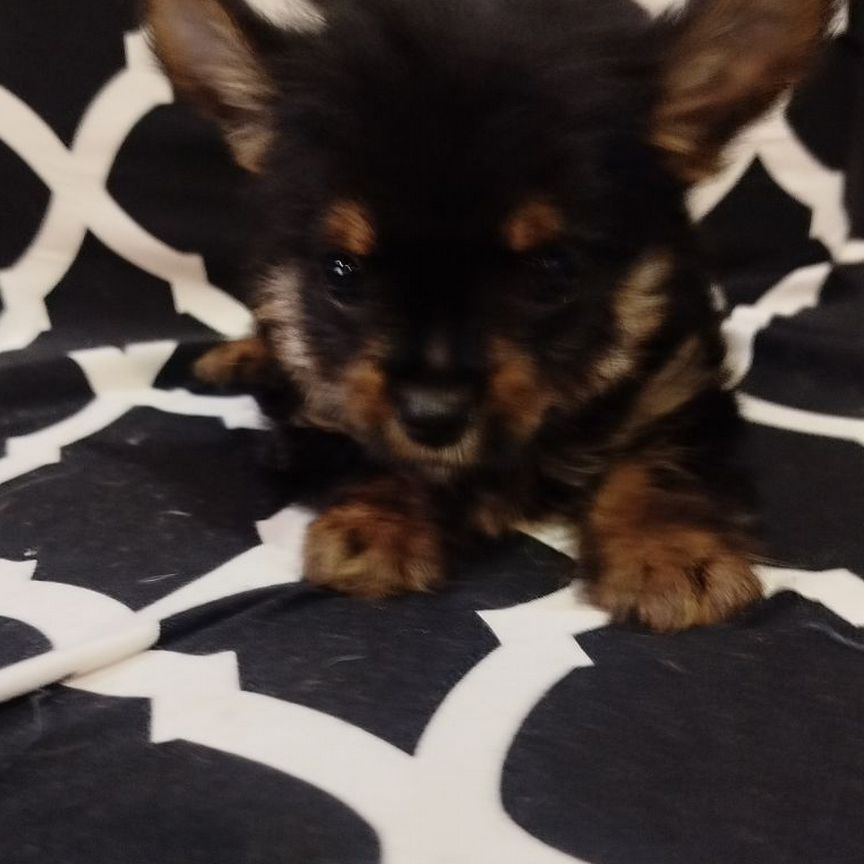 Йоркширский терьер, щенок