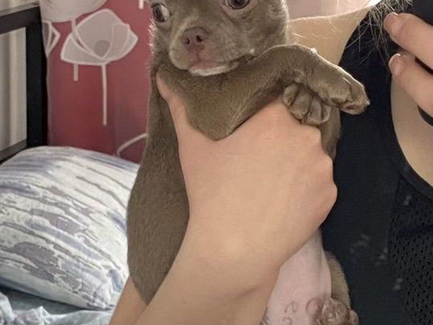 Щенки чихуахуа