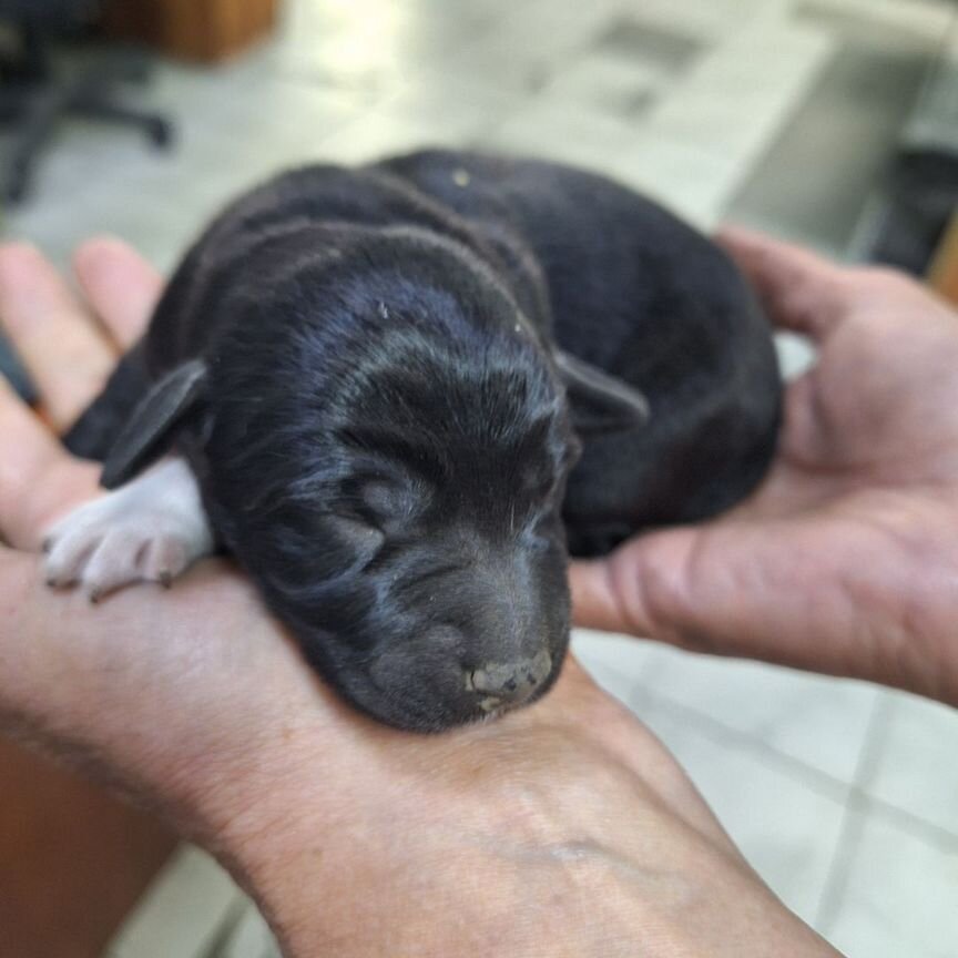 Щенки бесплатно. Рождены 1.10.24г