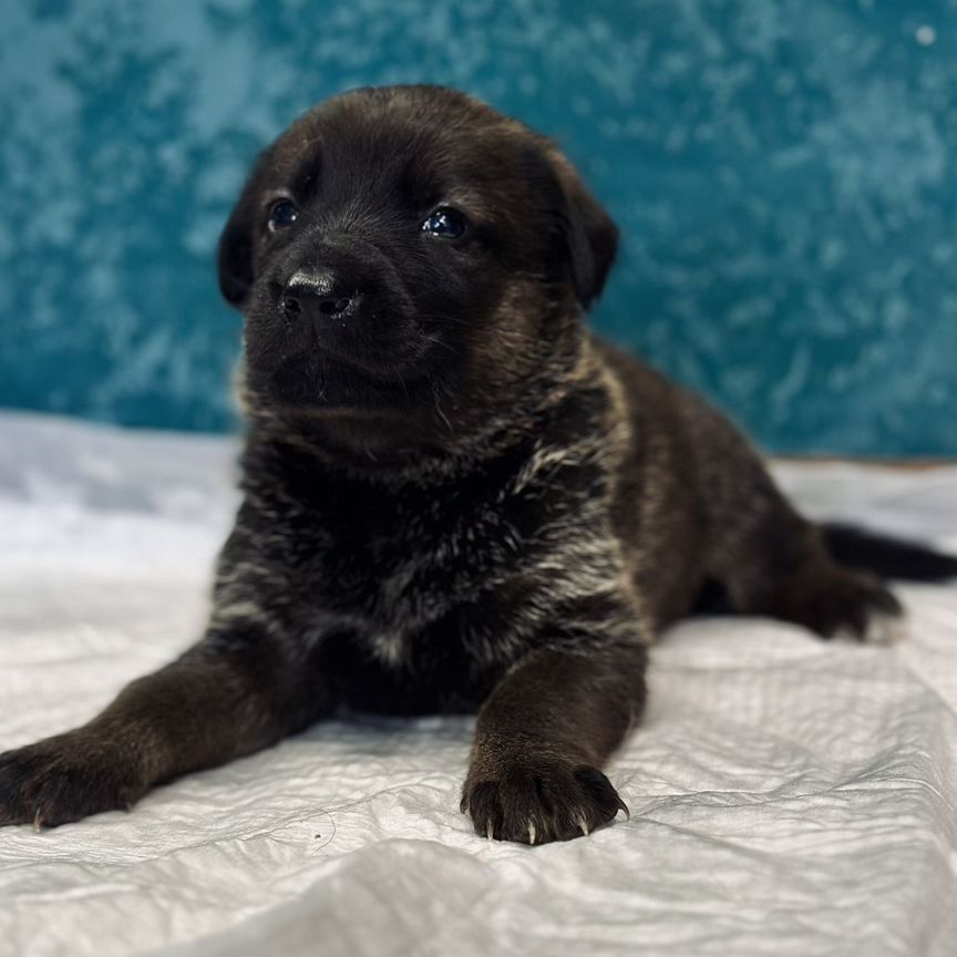 Немецкая овчарка, щенок