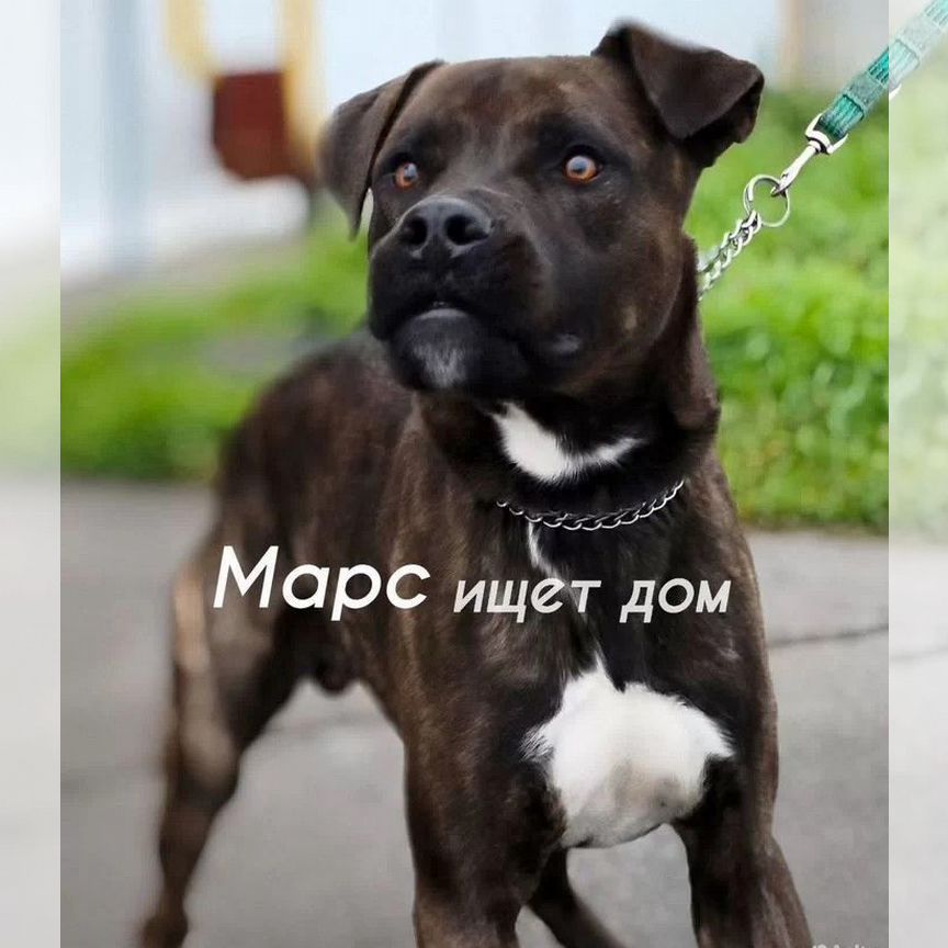 Американский питбультерьер, щенок