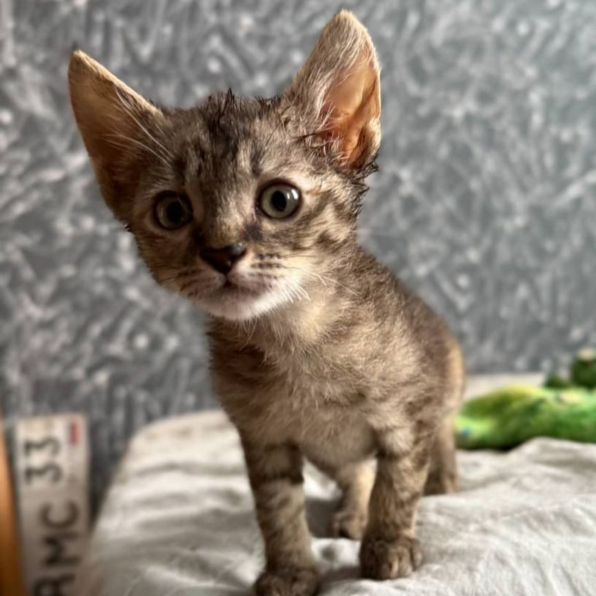 Котёнок