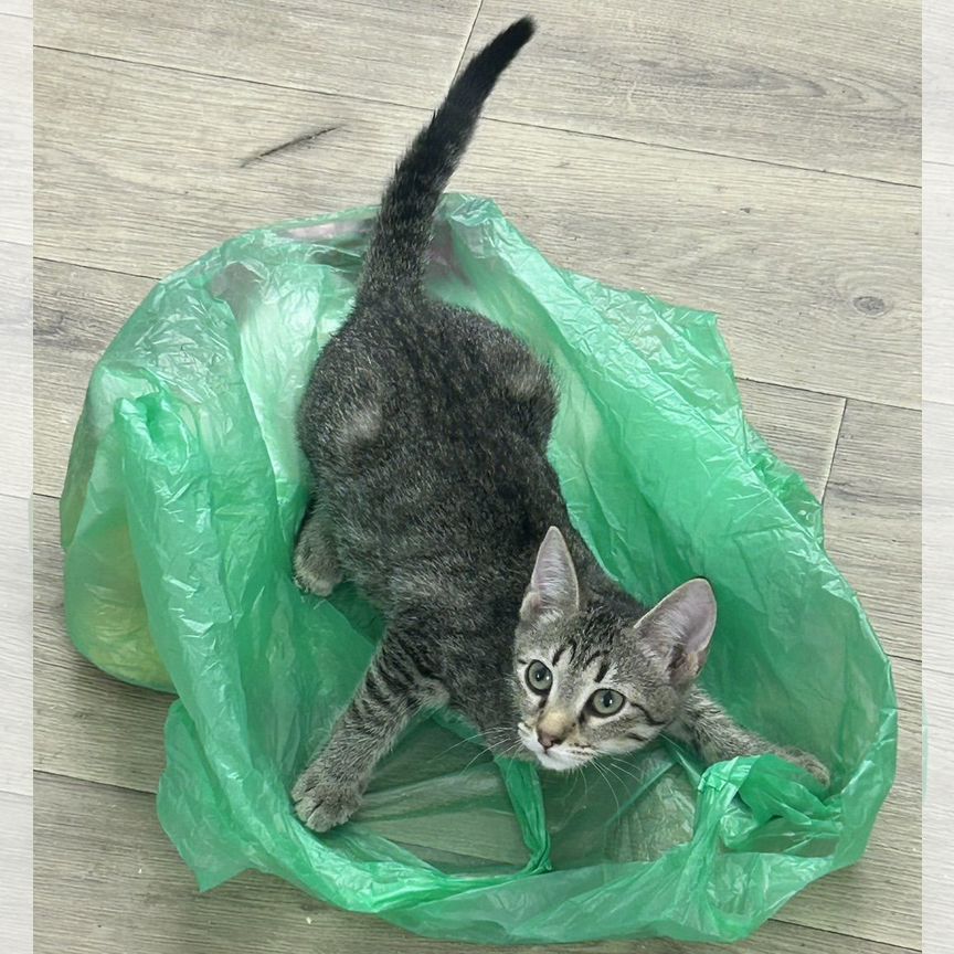 Котенок Чувак 4 мес