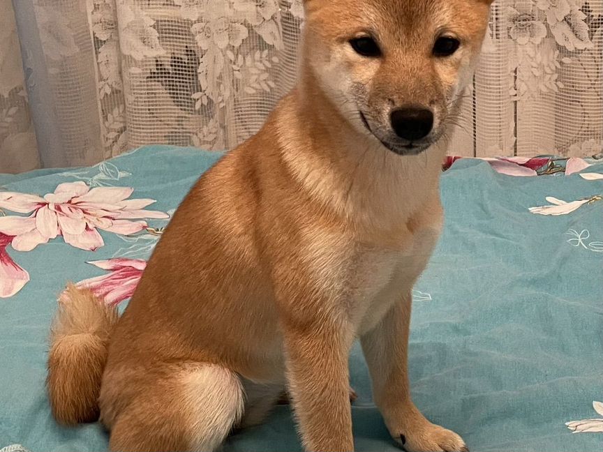 Щенок Сиба Ину