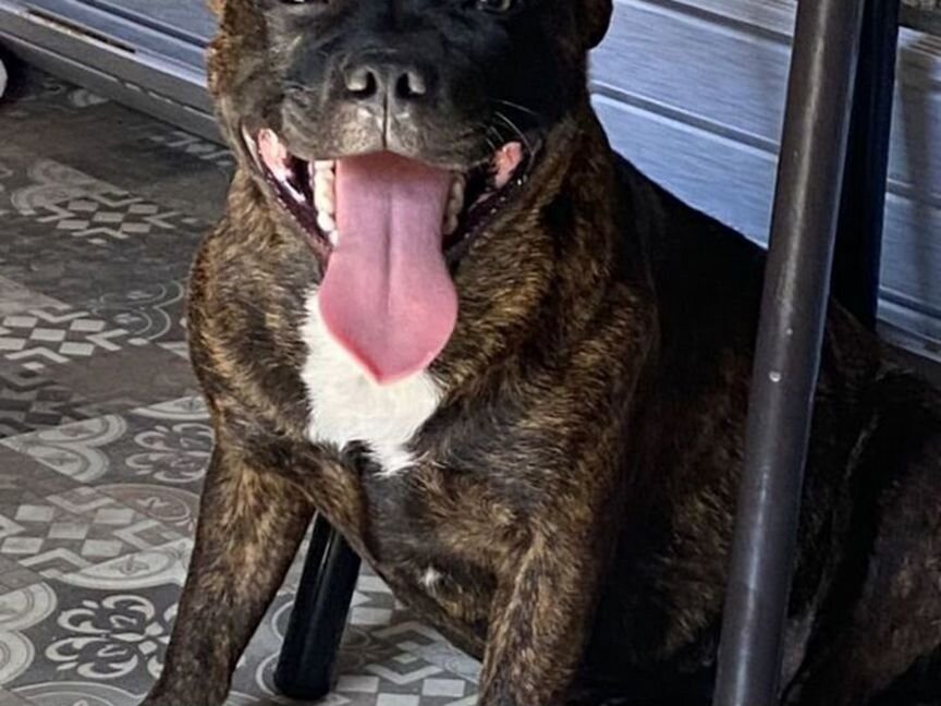 Американский стаффордширский бультерьер