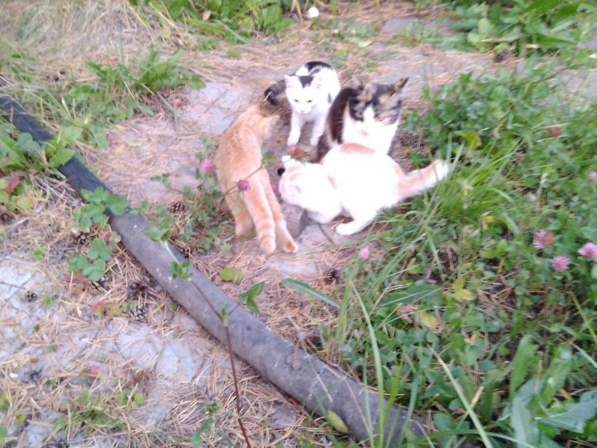 Котята отдам в добрые руки бесплатно