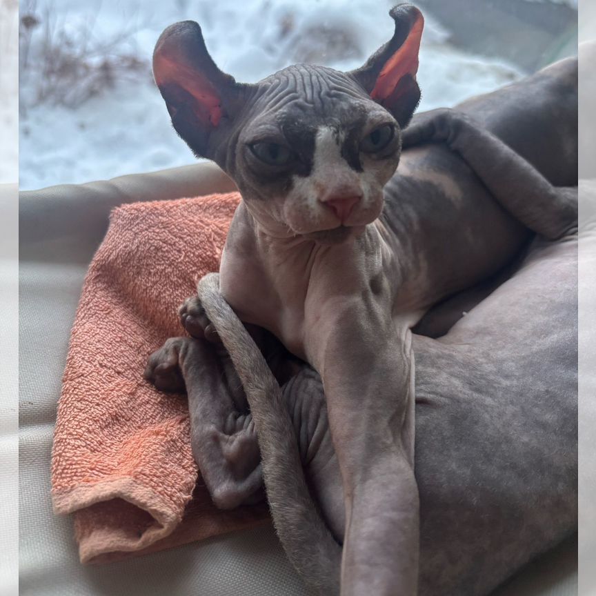 Канадский сфинкс котёнок