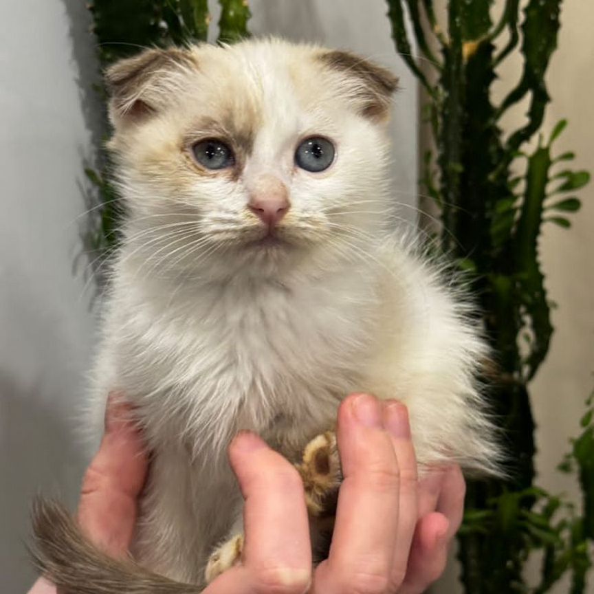 Токана котенок белый шотландский