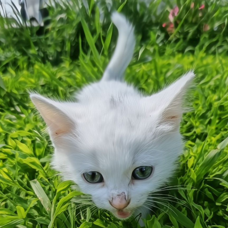 Котёнок в добрые руки