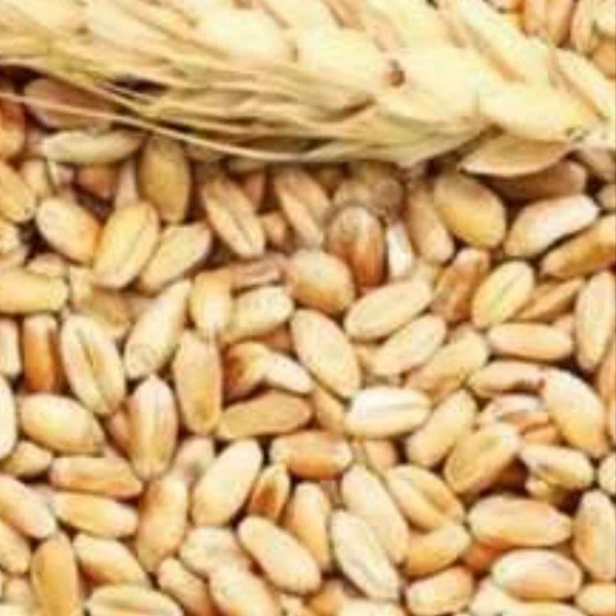 Зерно пшеница бункерное