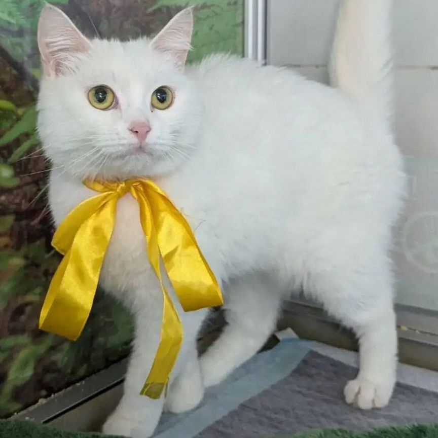 Взрослая, кошка в добрые руки