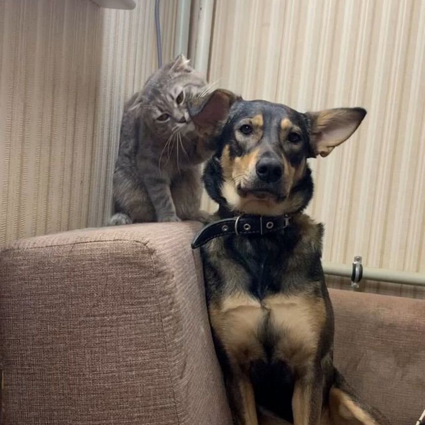 Собака в добрые руки