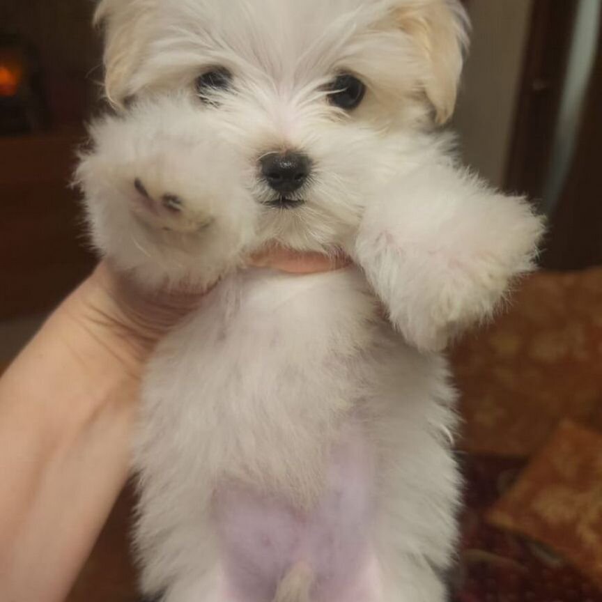 Мальтезе мини