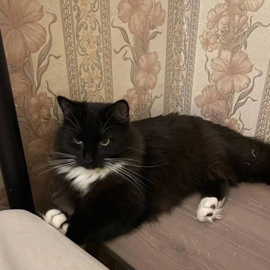 Кот в поисках дома