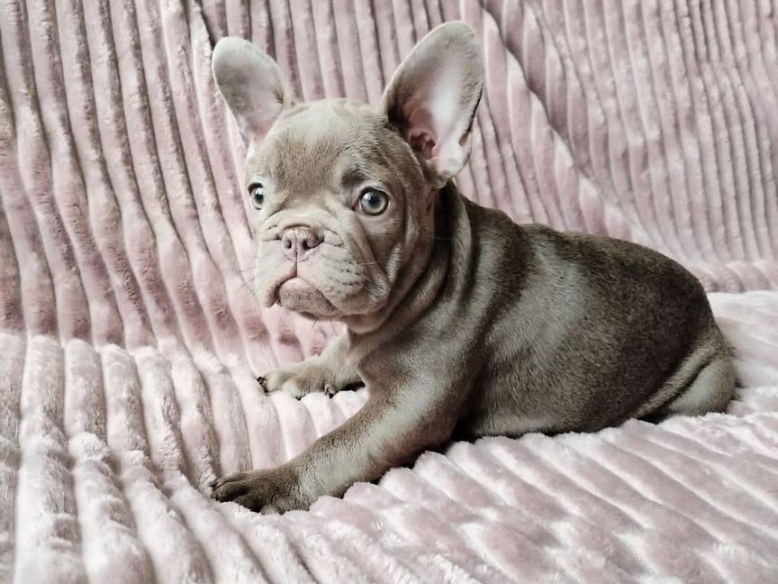 Изабелла француженка