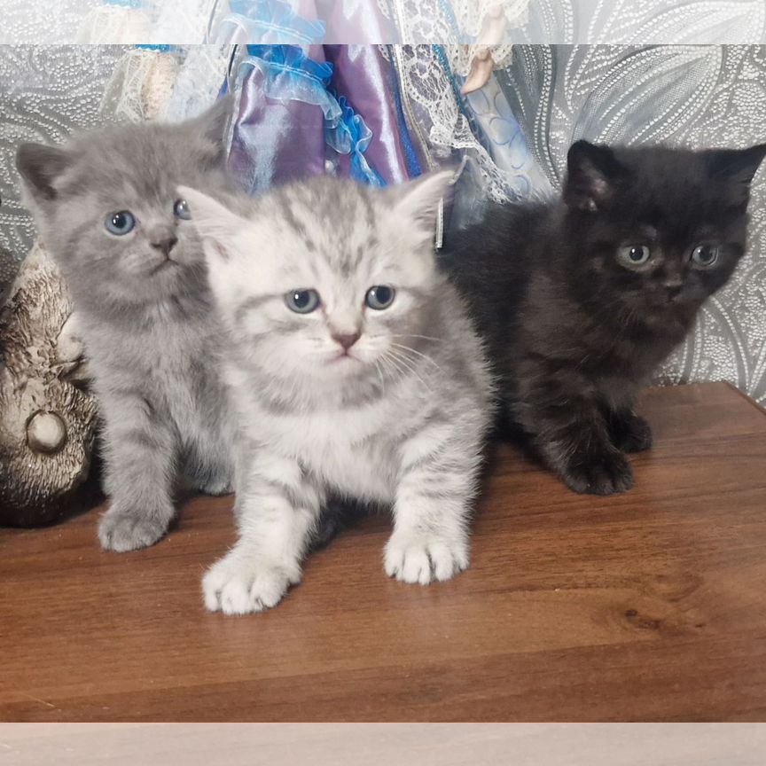 Шотландский вислоухий короткошёрстный котёнок