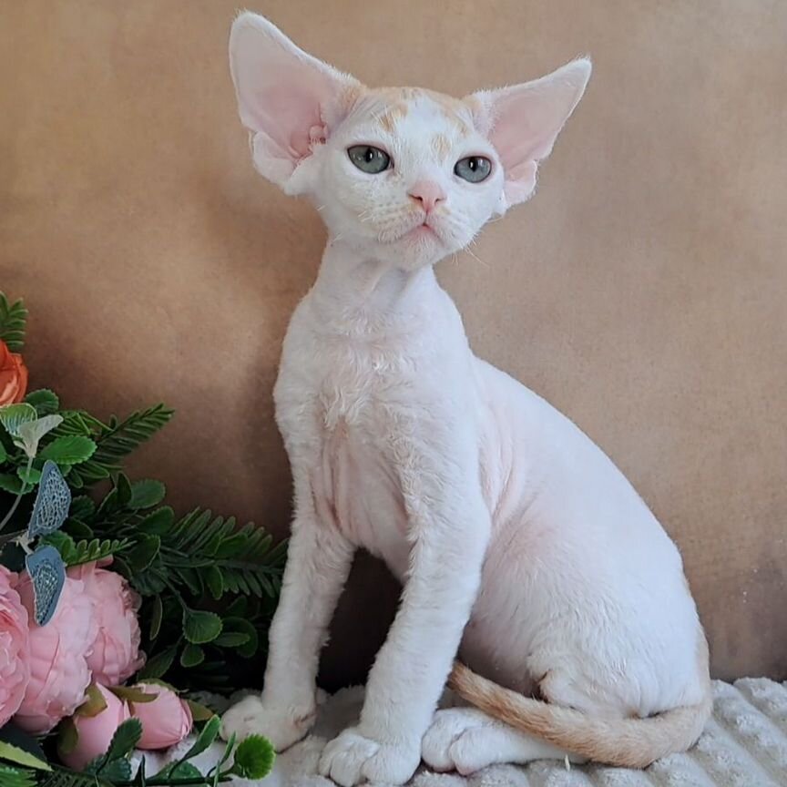 Девон-рекс котёнок