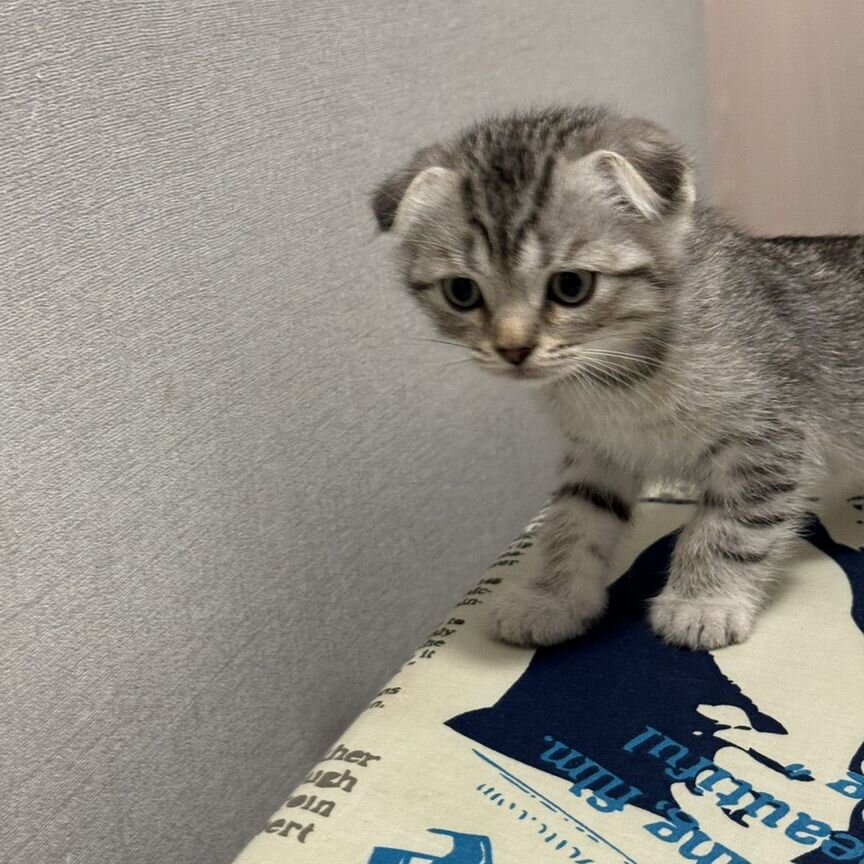 Шотландские котята