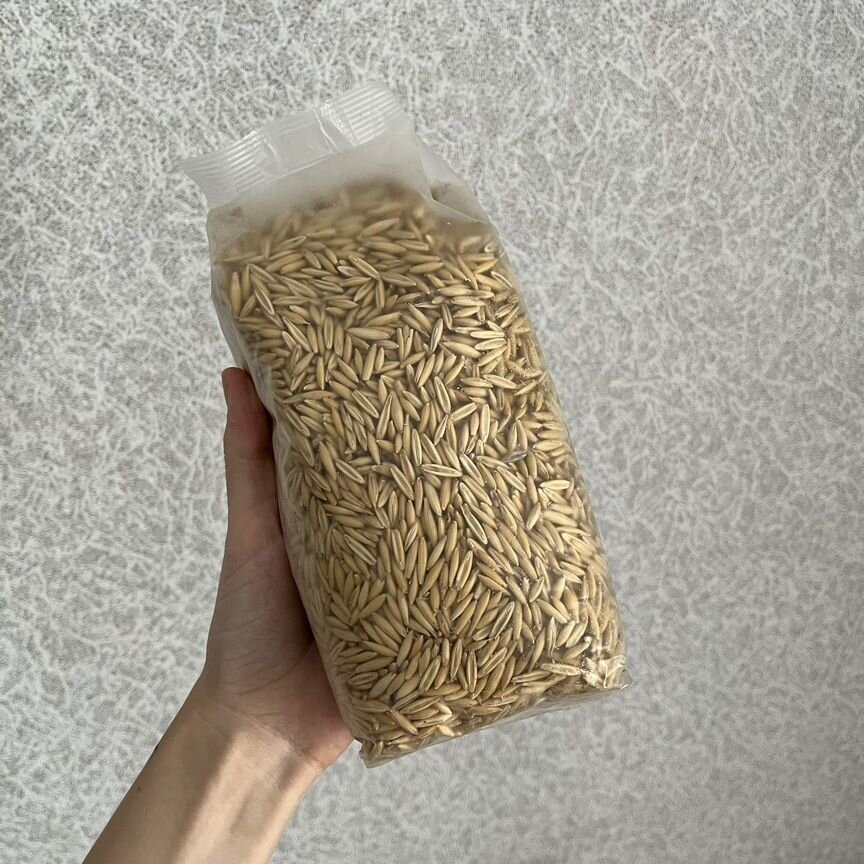 Трава для кошек овес выращивание на подоконнике