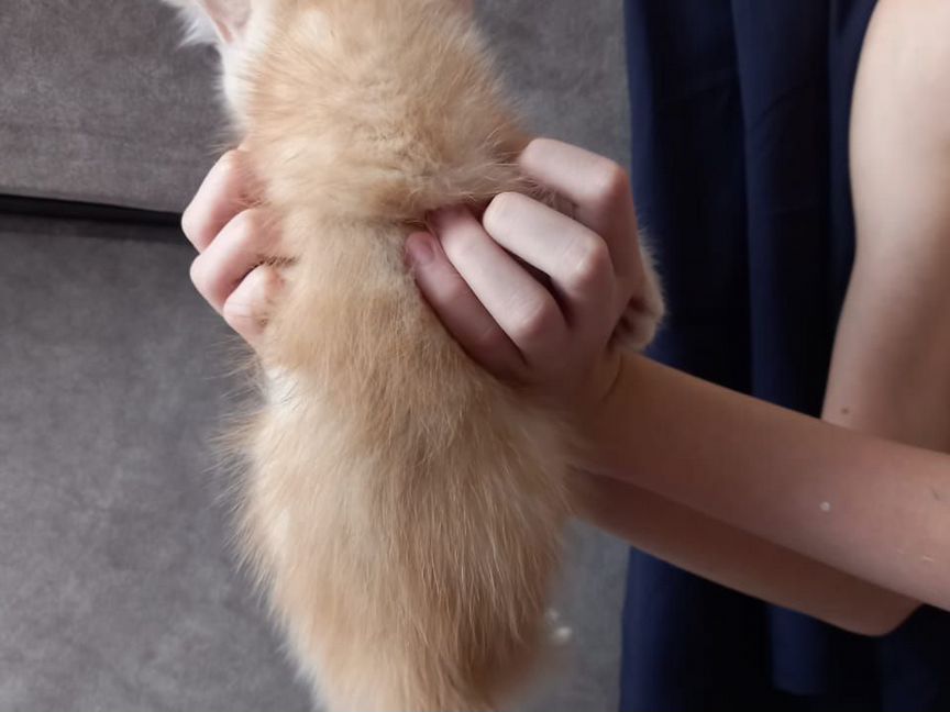 Котик рыжий