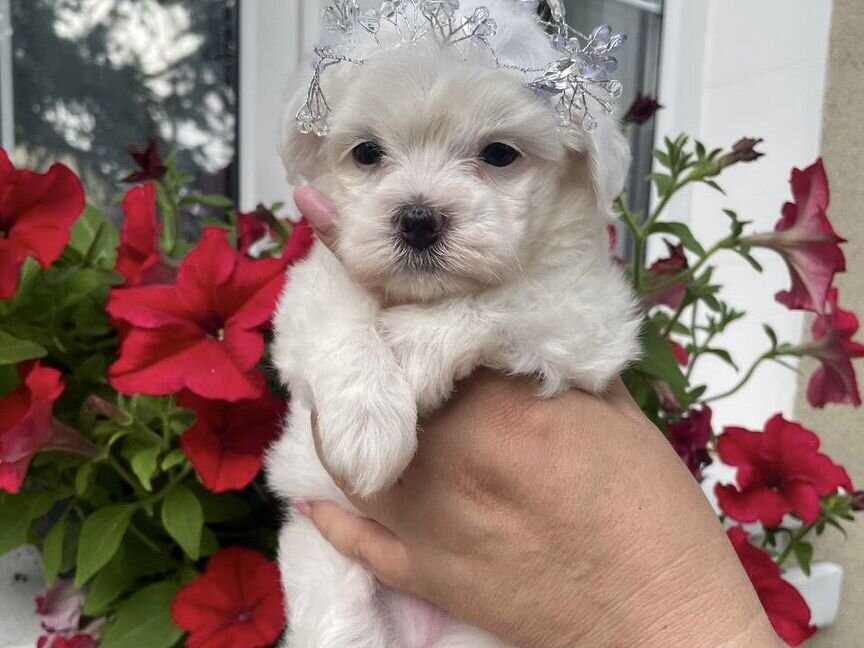 Мальтийская болонка девочка