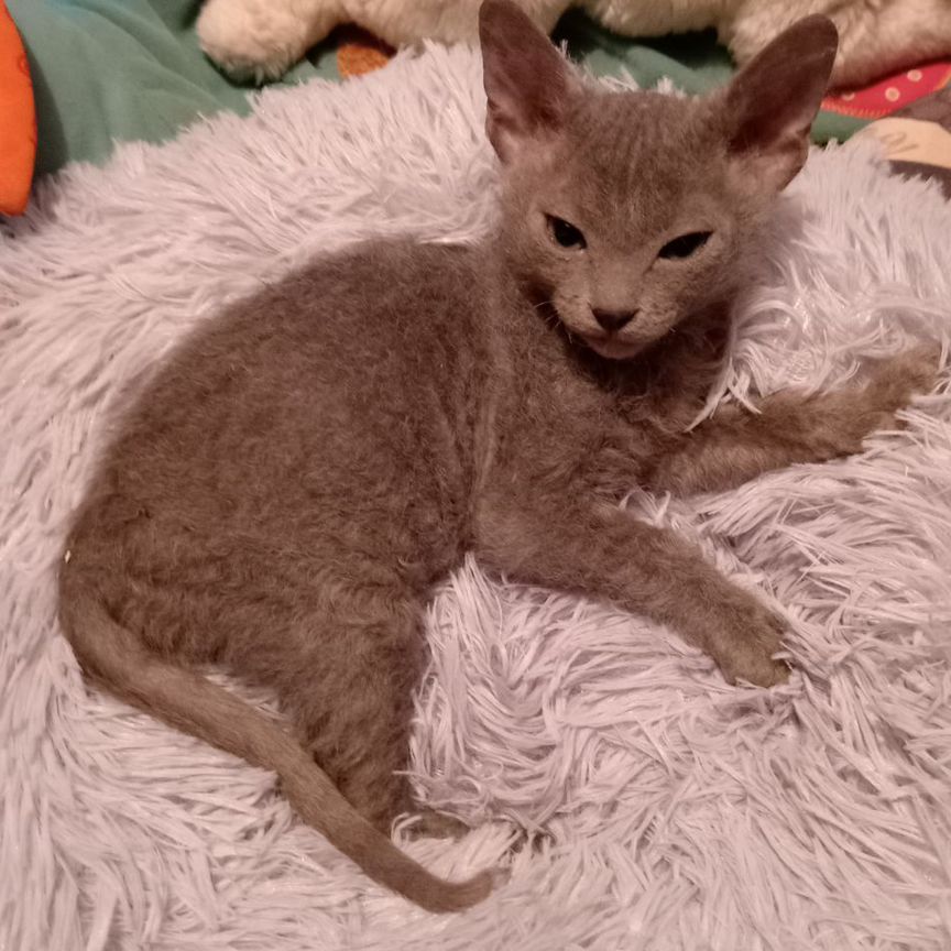 Донской сфинкс котёнок