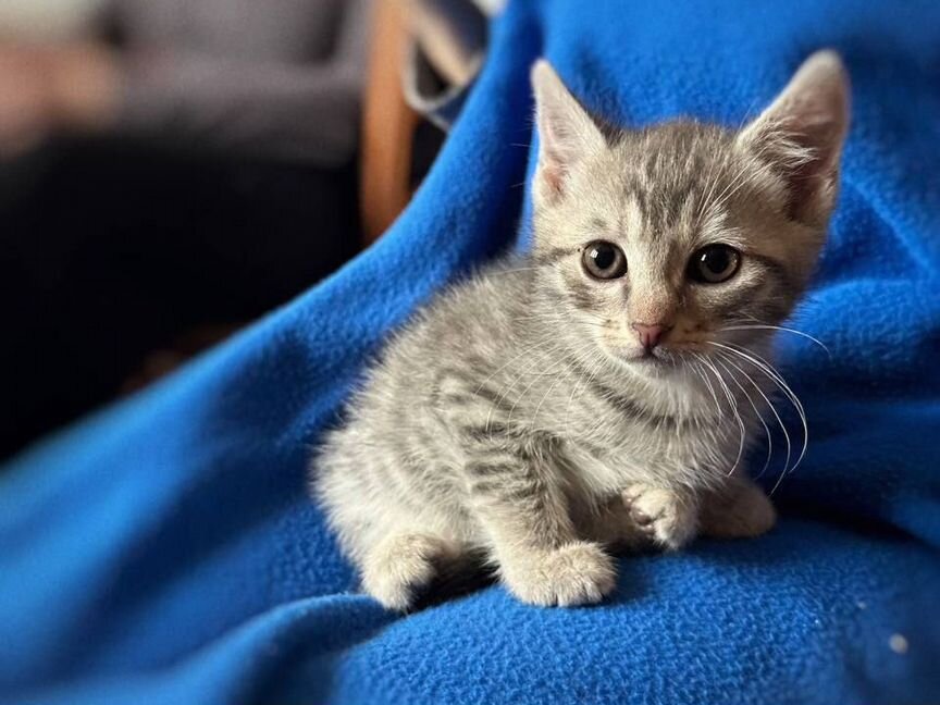 Котята в добрые руки 1.5 месяцев