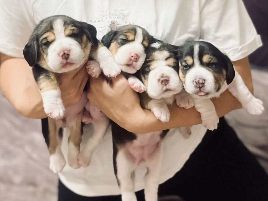 Щенки бигль