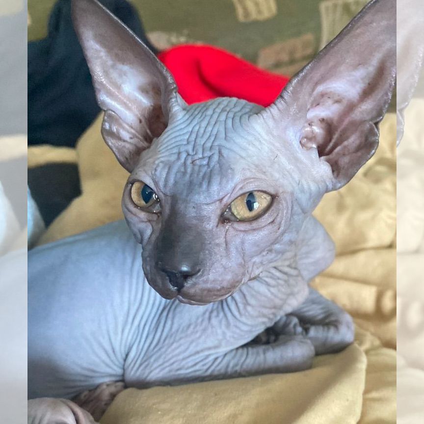 Канадский сфинкс котёнок