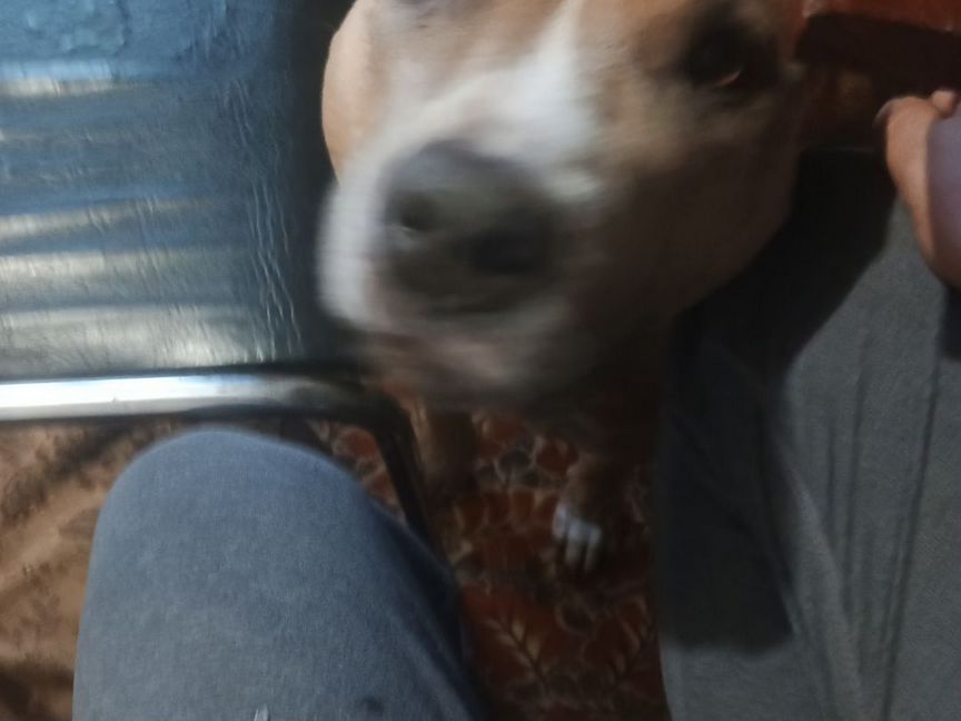 Собака в добрые руки отдам бесплатно