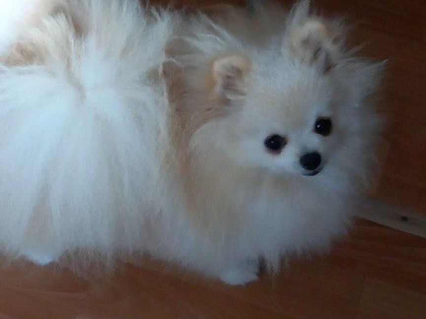 Вязка померанский шпиц