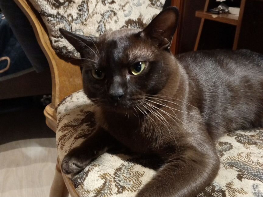 Бурманская кошка