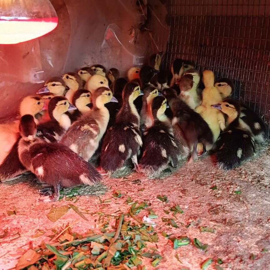 Мускусные утки индоутки индоутята