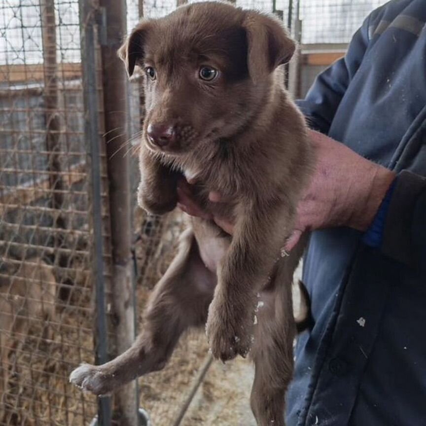 Щенок в добрые руки