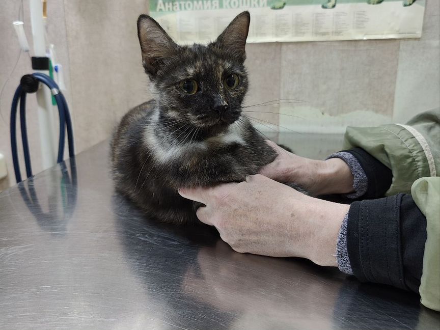 Кошка мраморно-серая в добрые руки