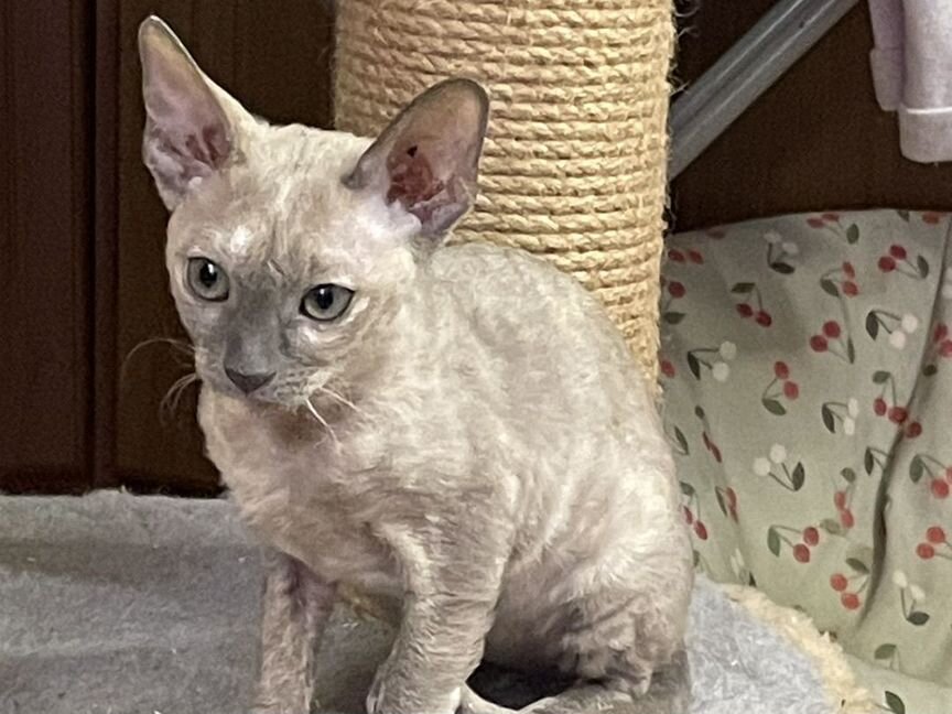 Корниш-рекс